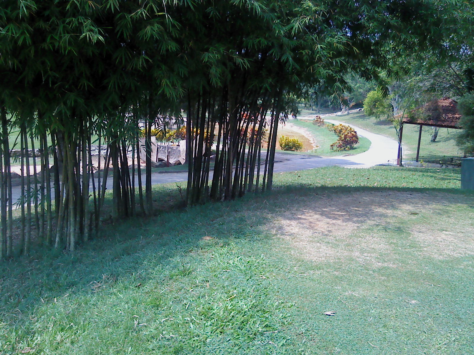 Choosing grass « Turf Matters