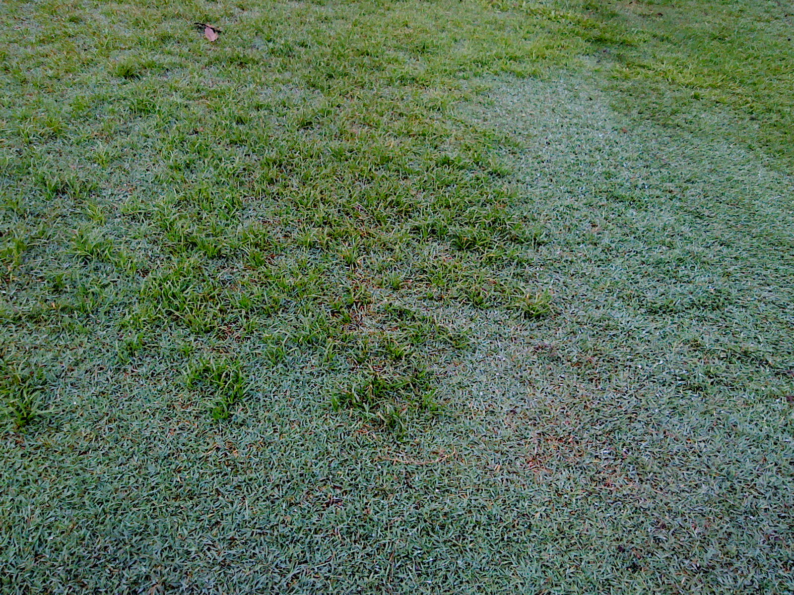 Weeds « Turf Matters