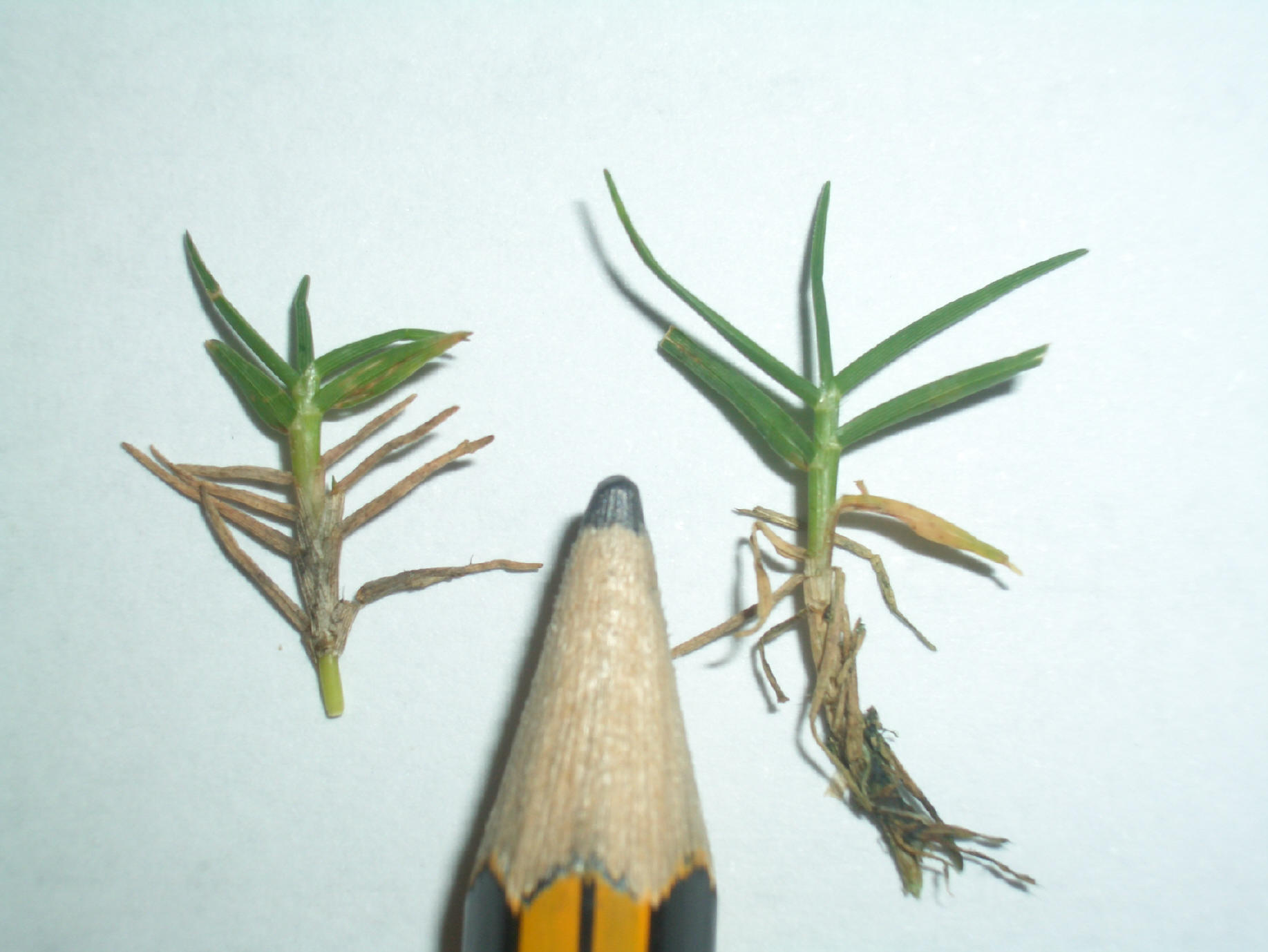 Jerebu dan rumput « Turf Matters