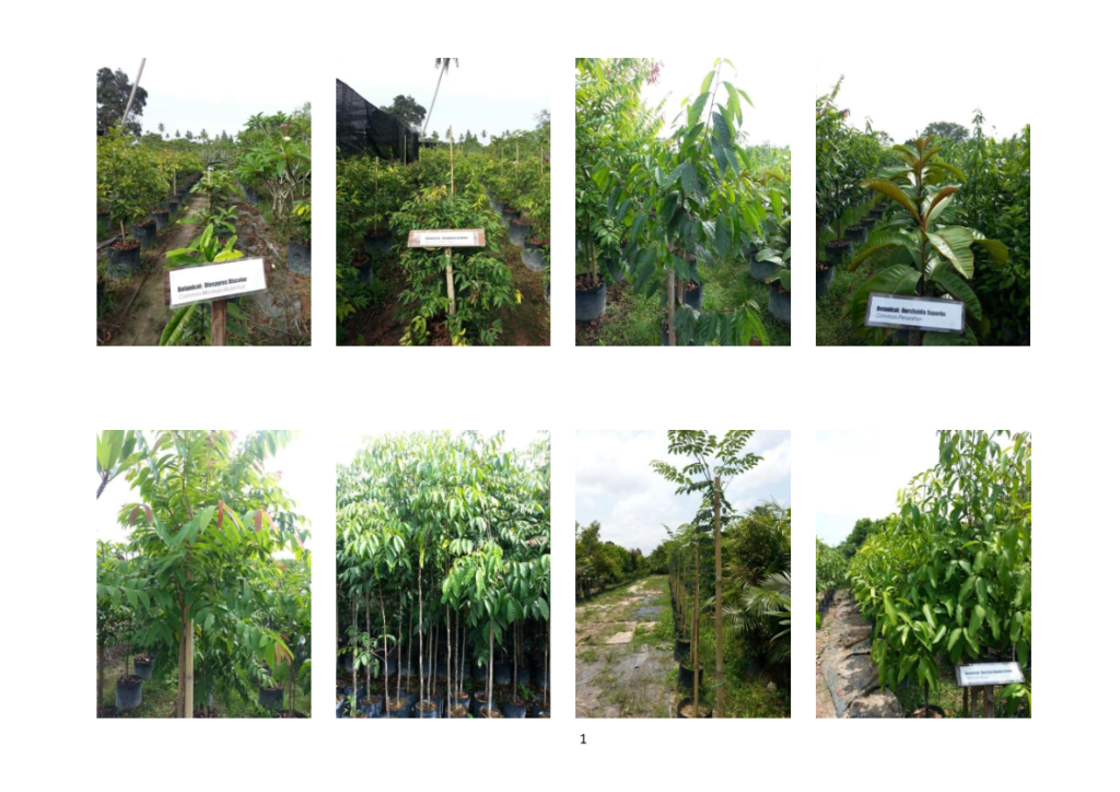 Pembinaan Padang. « Turf Matters